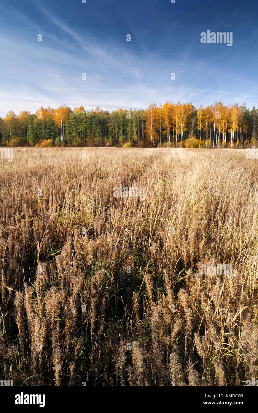 Cereal field in fall season. Latvia Stock Photo - Alamy