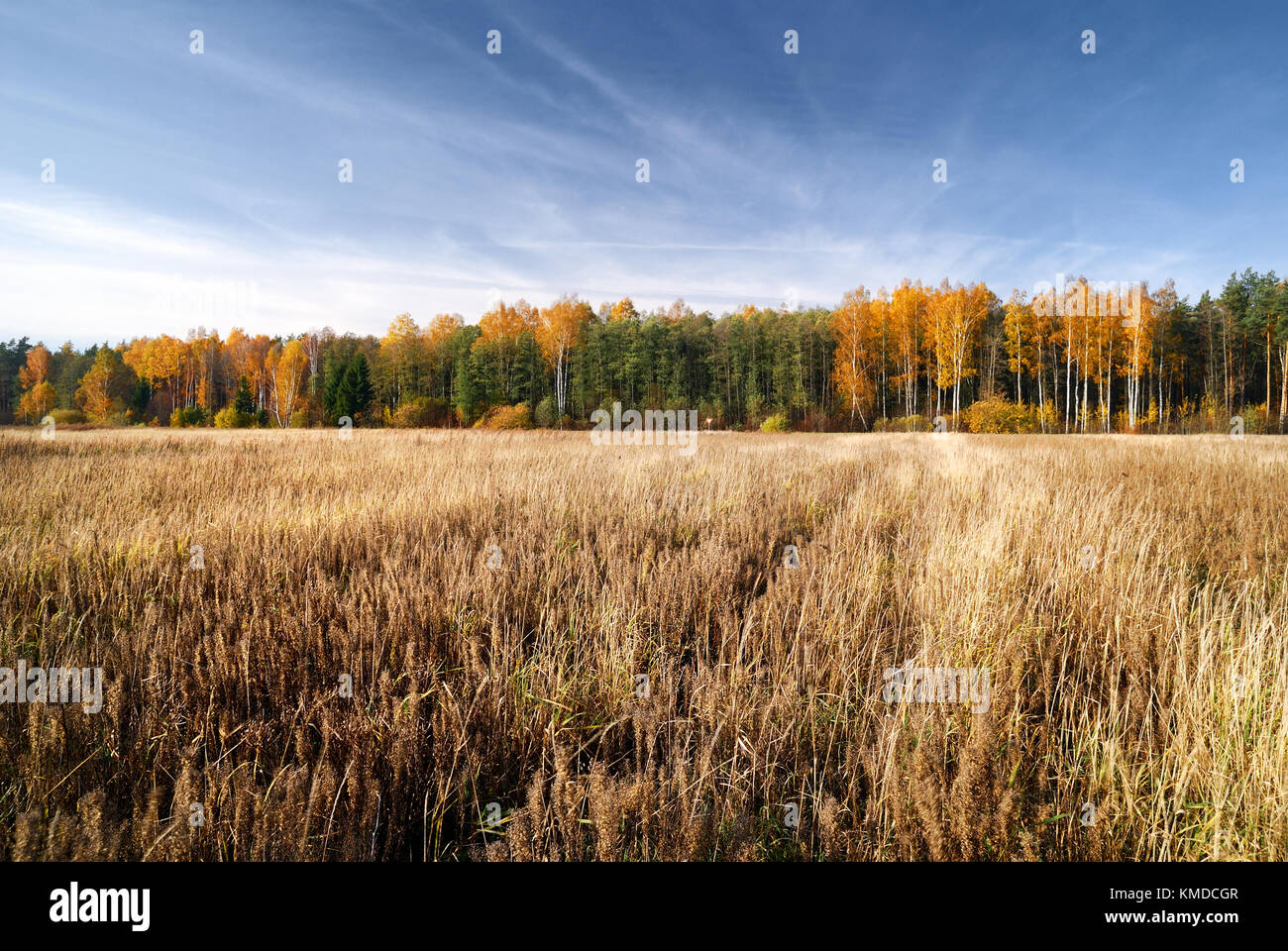 Cereal field in fall season. Latvia Stock Photo - Alamy