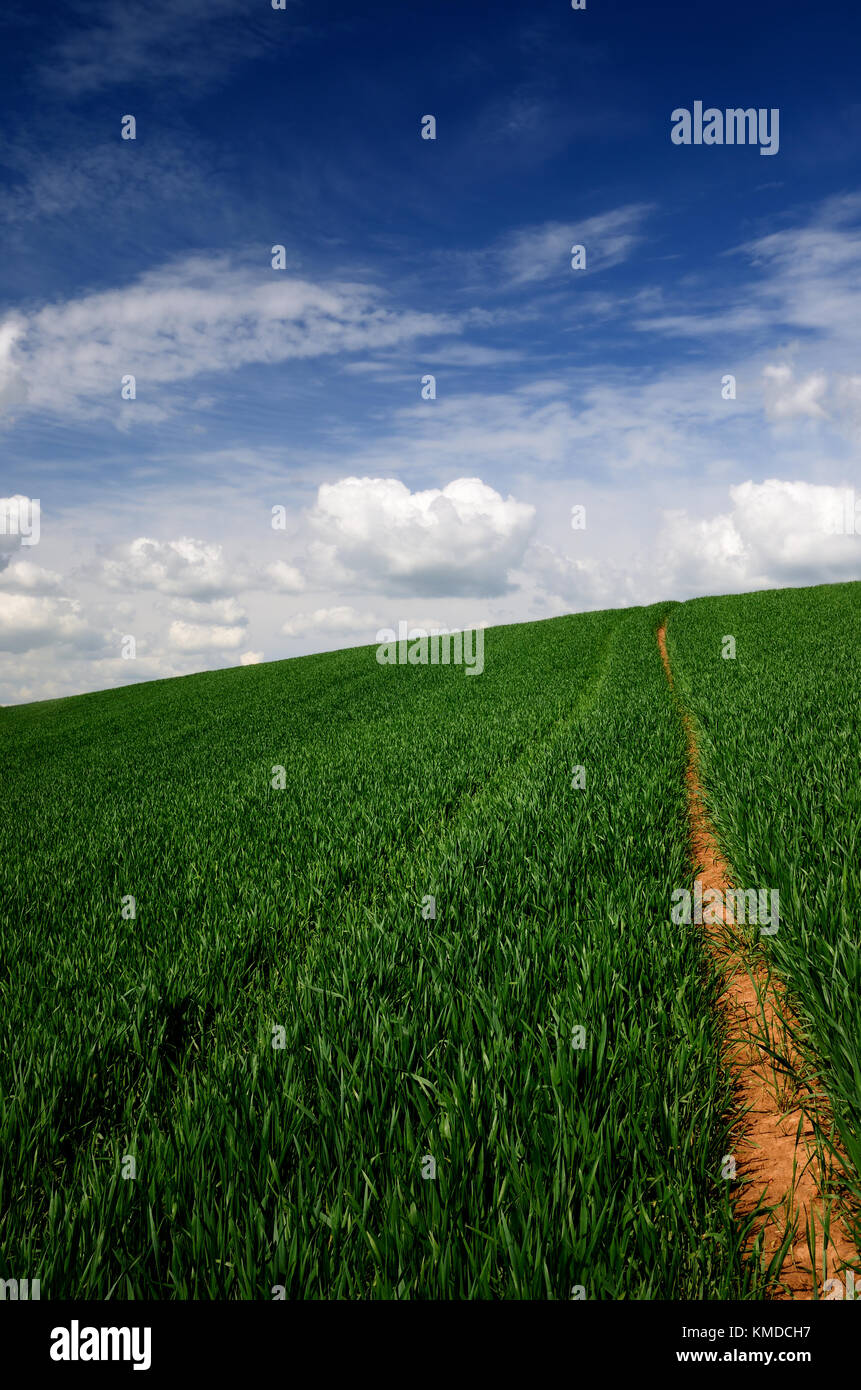classic green field view against blue sky Stock Photo - Alamy