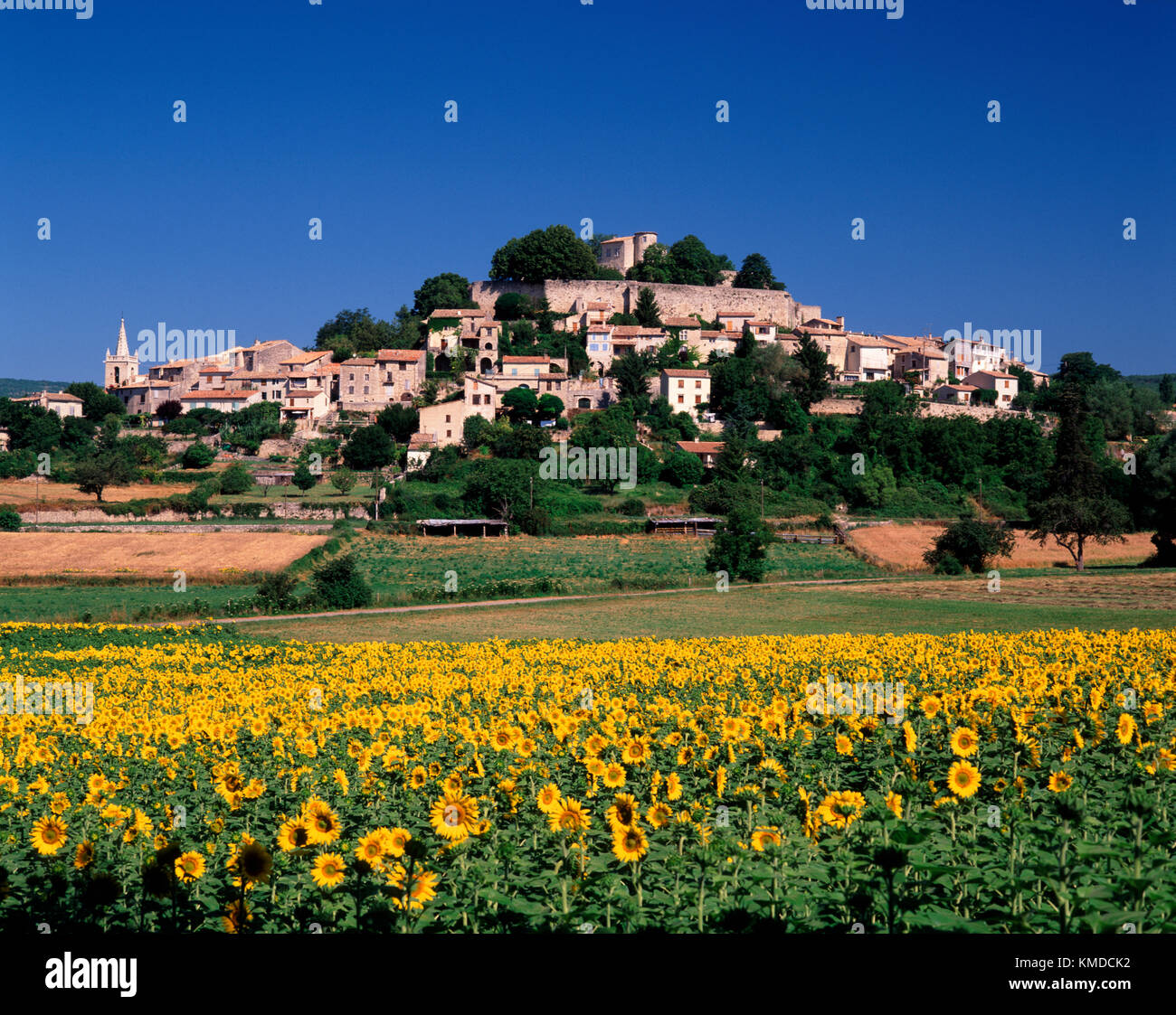 Sunflower field, Mane, Provence, France Stock Photo - Alamy