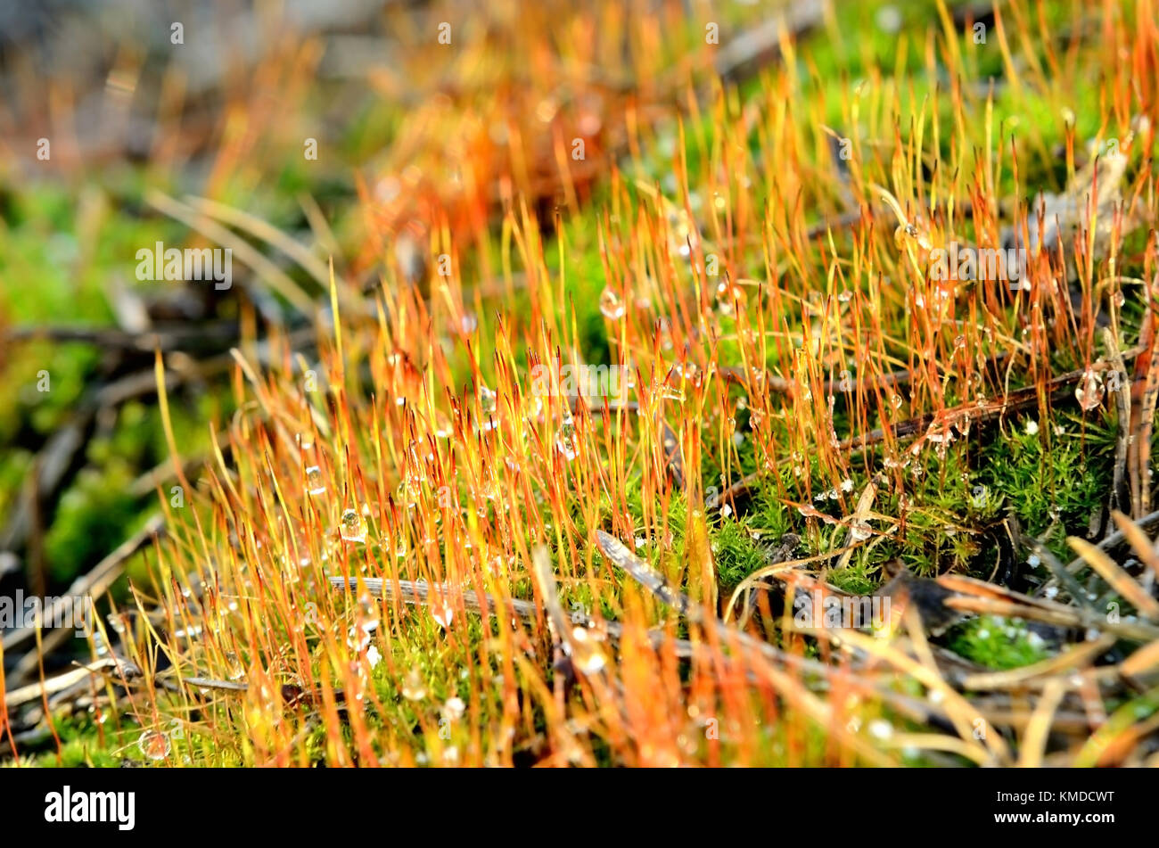 Moss Spores