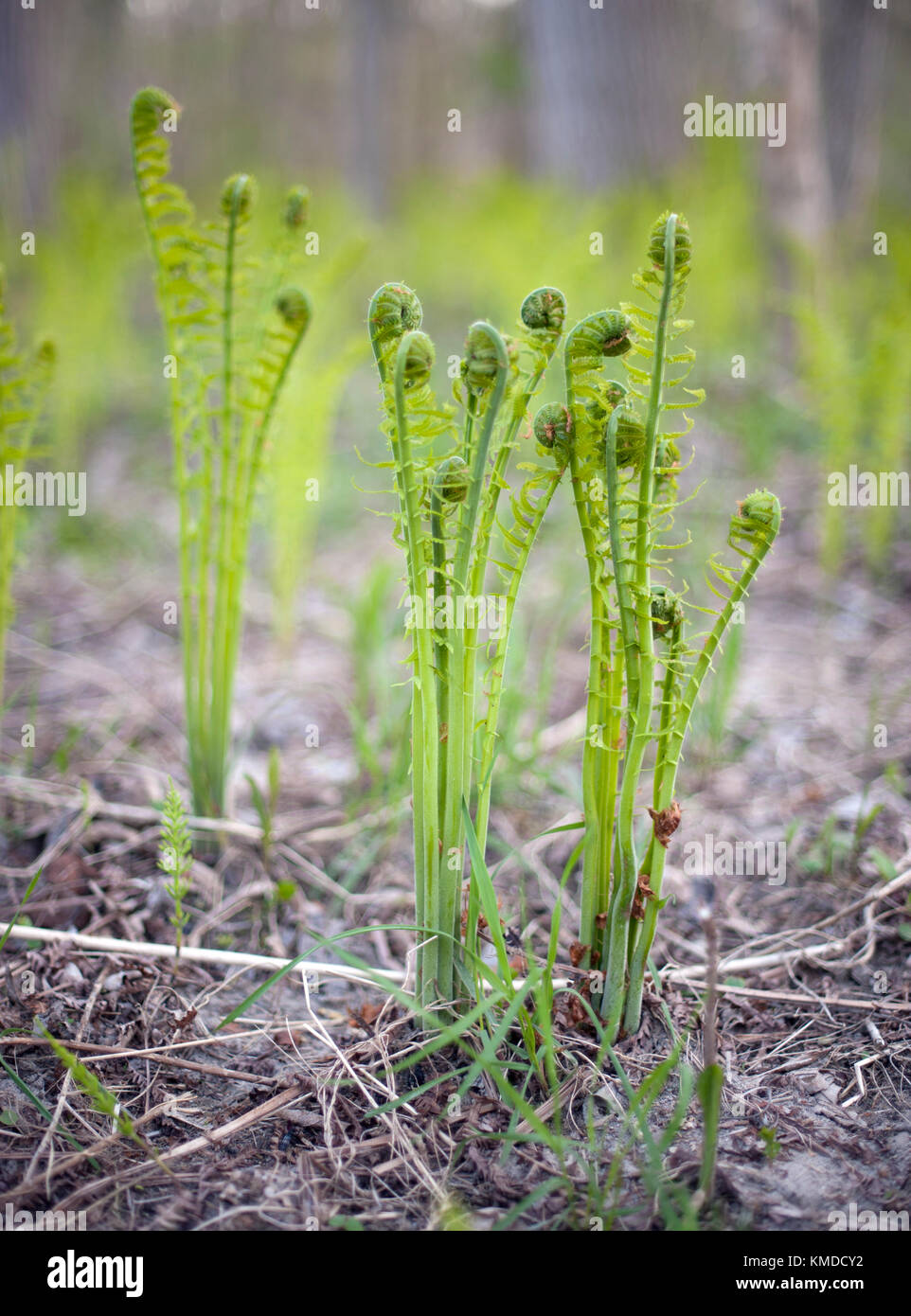 Fiddleheads fern plants growing and unrolling as they grow in the ...
