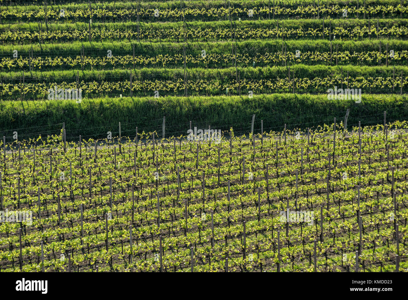 Vineyard rows and terracing at springtime, colorful and textured Stock ...