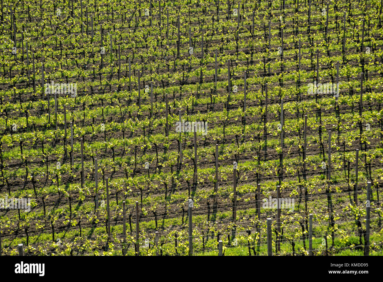 Vineyard rows hi-res stock photography and images - Alamy