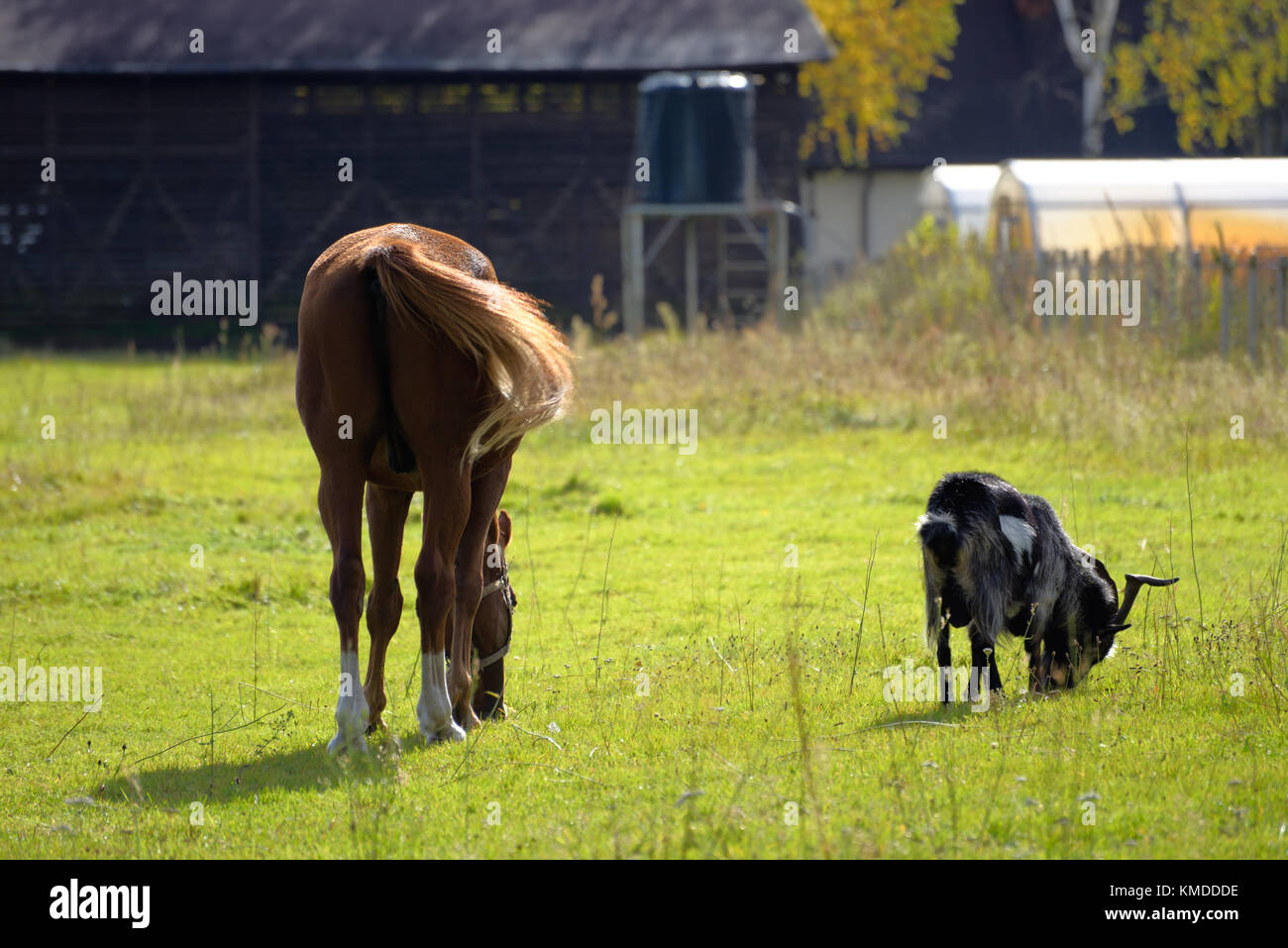 A horse and a goat graze together on a meadow near a farm, a rear view ...