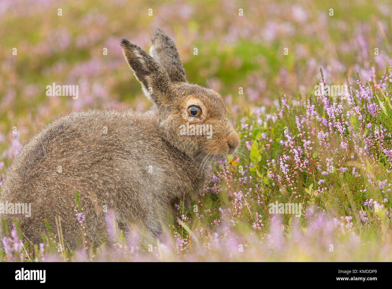 Aviemore forest hare hi-res stock photography and images - Alamy