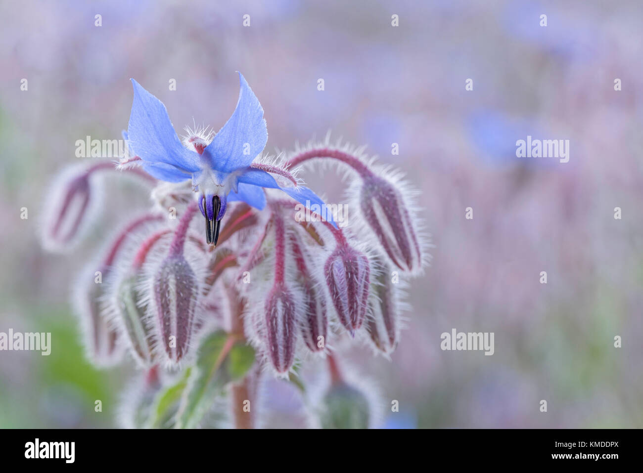 Borage fields at Stillington near York, The Vale of York, North ...