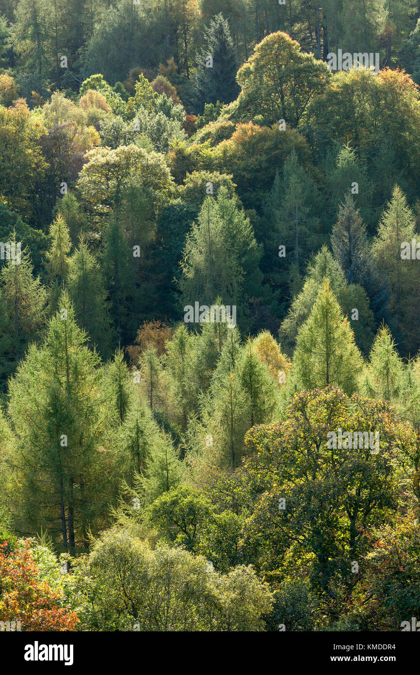 Sunlit trees in Borrowdale Derwent Water Cumbria UK Stock Photo - Alamy