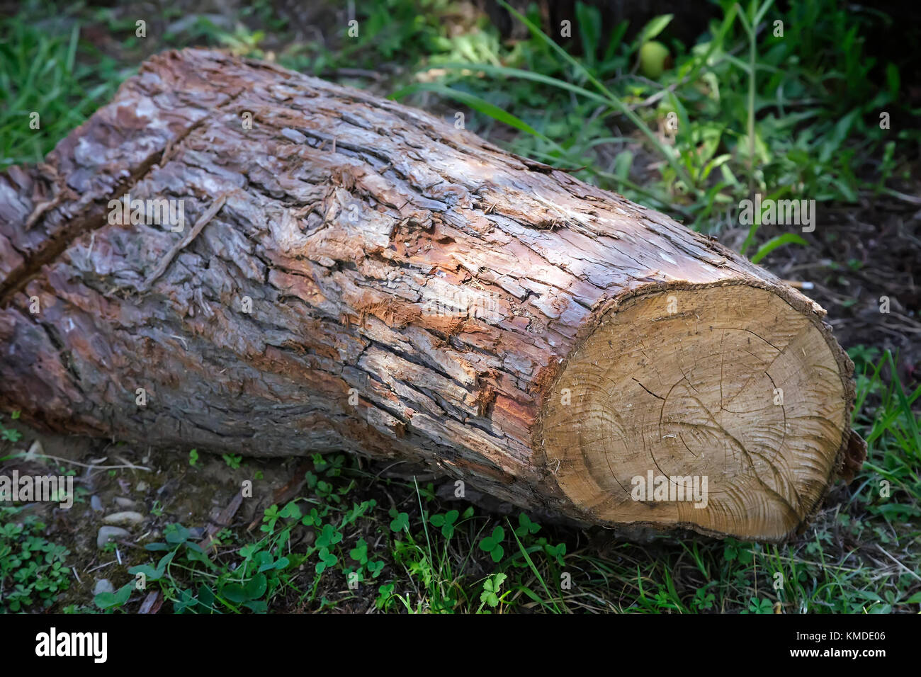 Sanitary felling of the forest hi-res stock photography and images - Alamy