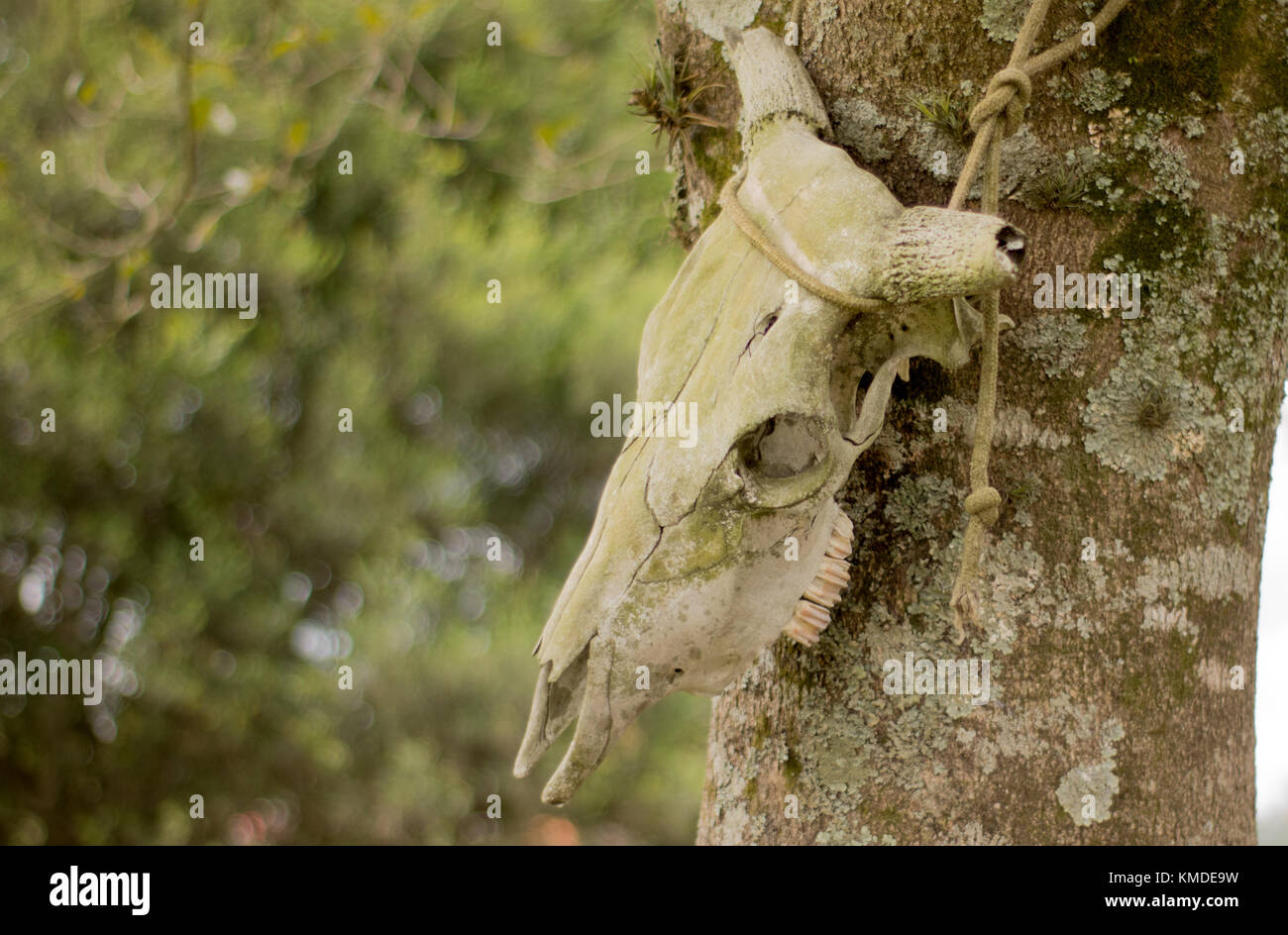 Dead Cow in south Brazil Stock Photo - Alamy