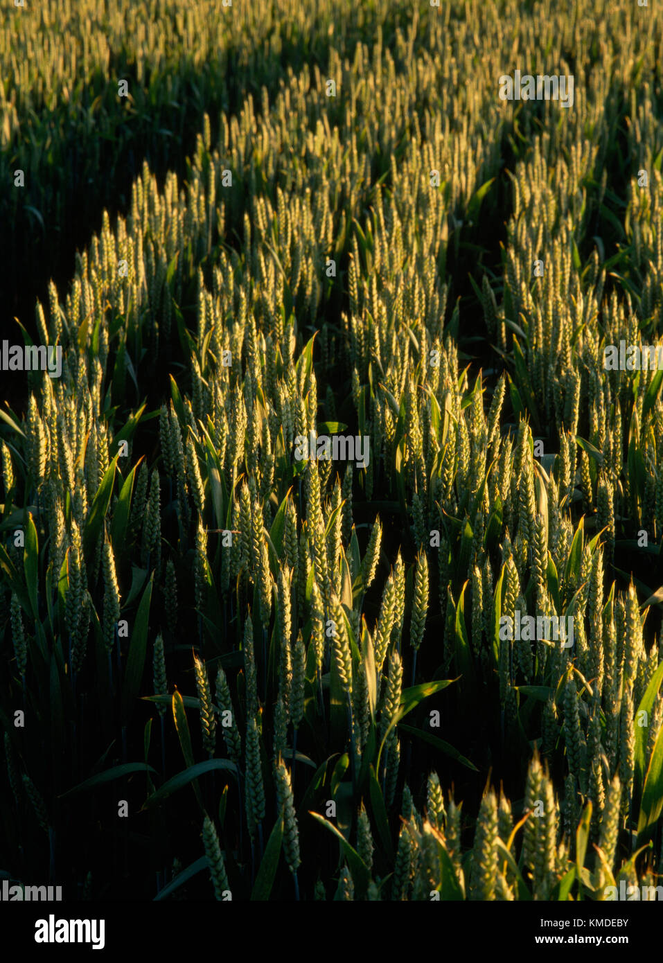 Seed bearing heads of wheat hi-res stock photography and images - Alamy