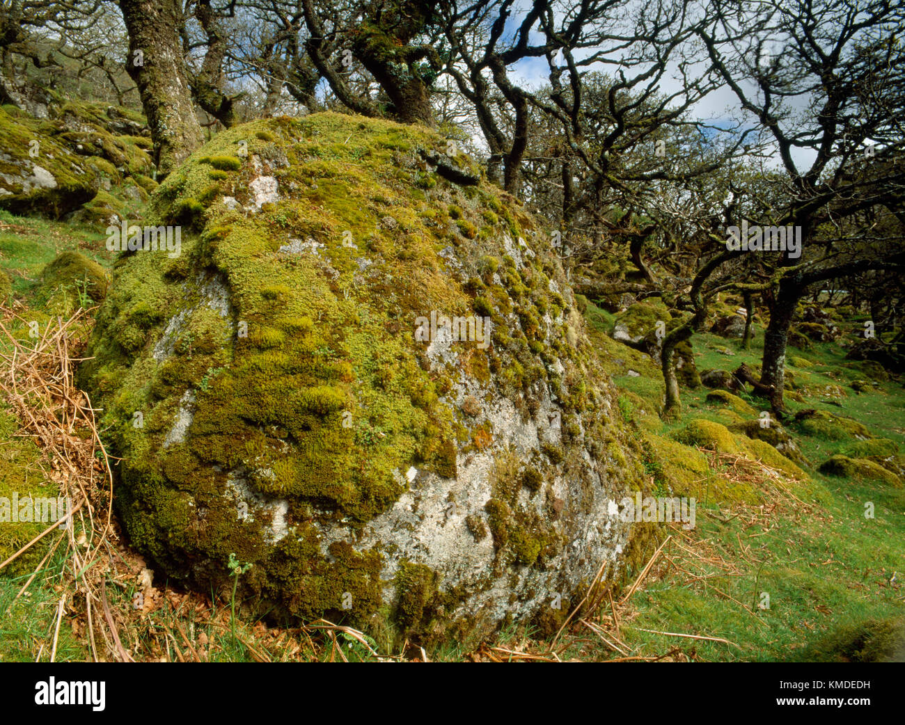 Trees black oak hi-res stock photography and images - Alamy