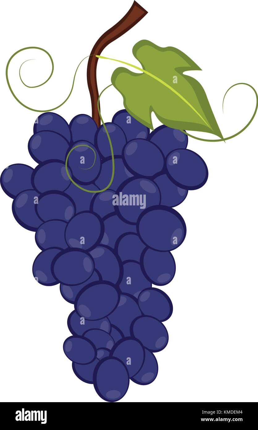 Isolated grapes illustration Stock Vector Image & Art - Alamy