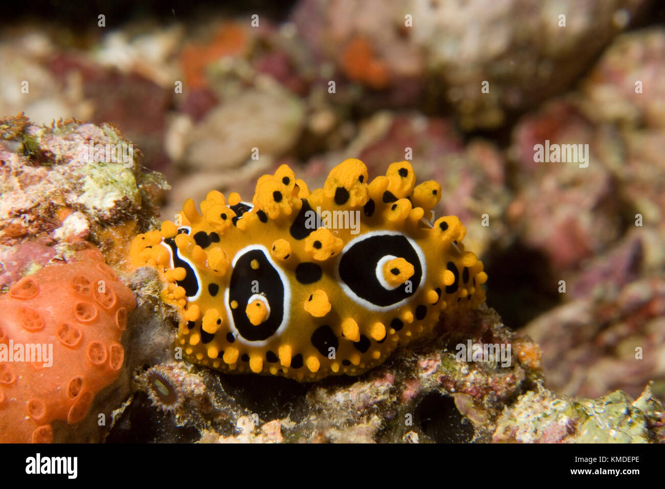 Phyllidia Ocellata High Resolution Stock Photography and Images - Alamy