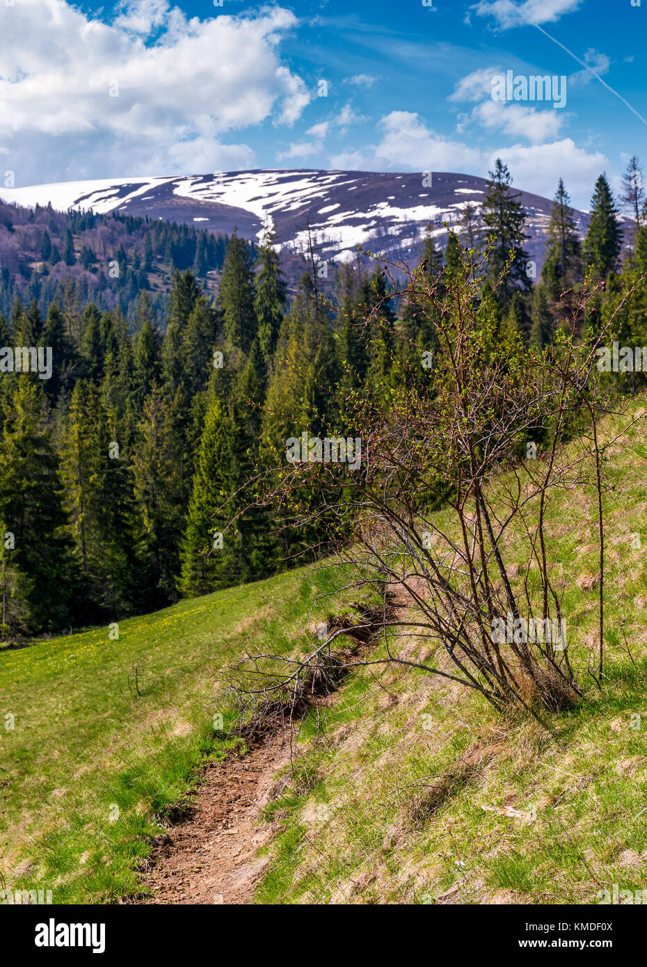 beautiful nature scenery in springtime. bush and a footpath on a grassy ...