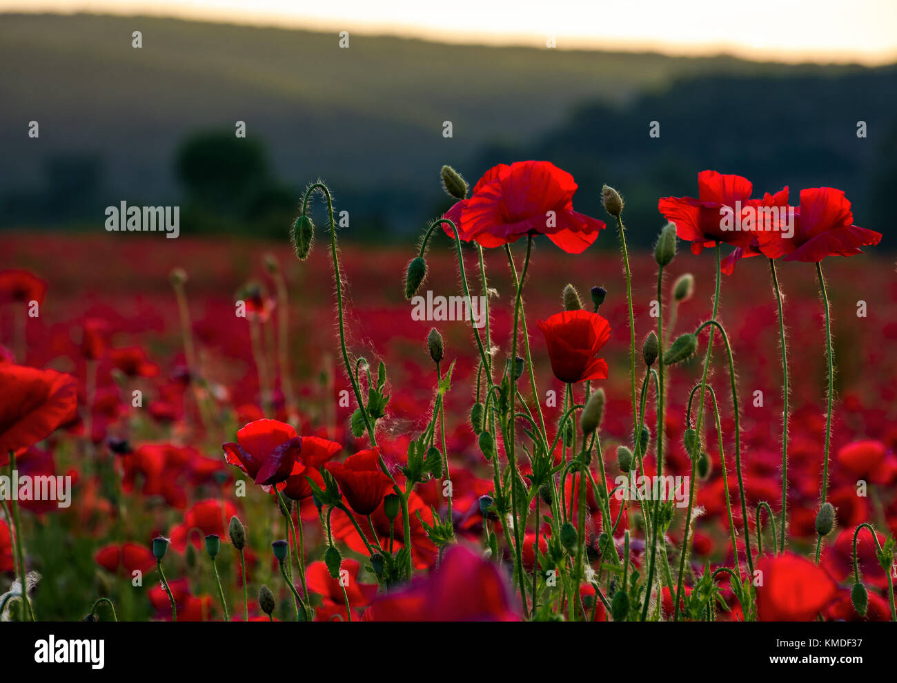 vivid red poppy field at sunset. beautiful summer background Stock ...