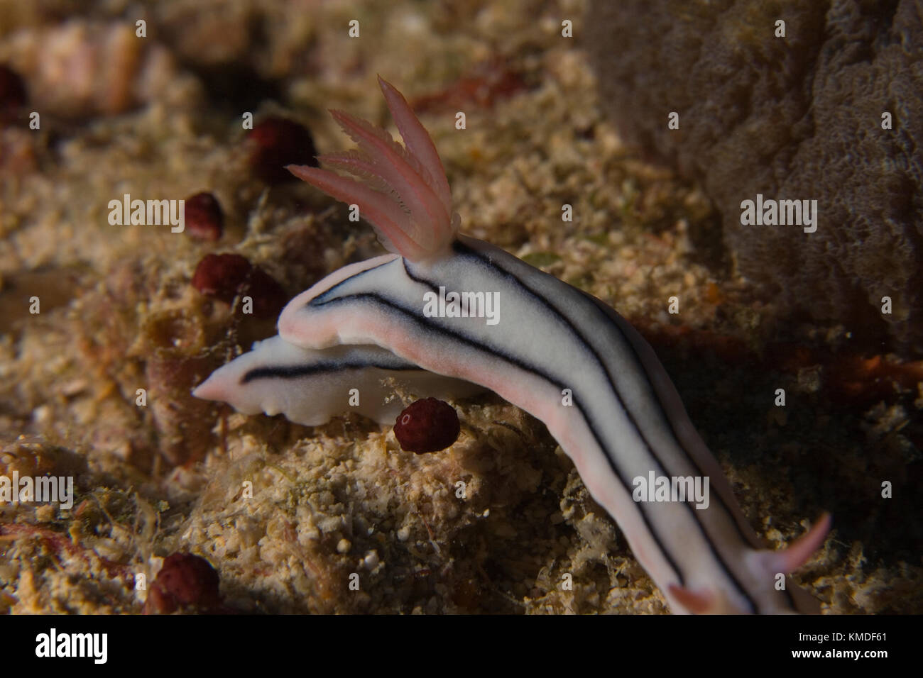 Chromodoris lochi hi-res stock photography and images - Alamy