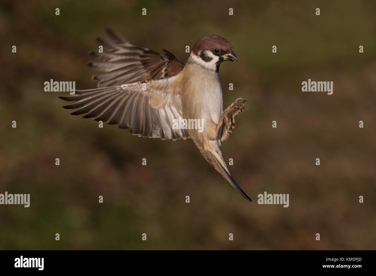 Tree sparrow in flight Stock Photo - Alamy