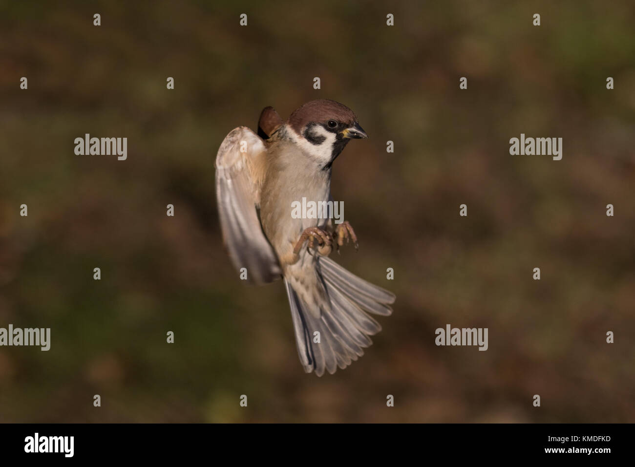Tree sparrow in flight Stock Photo - Alamy