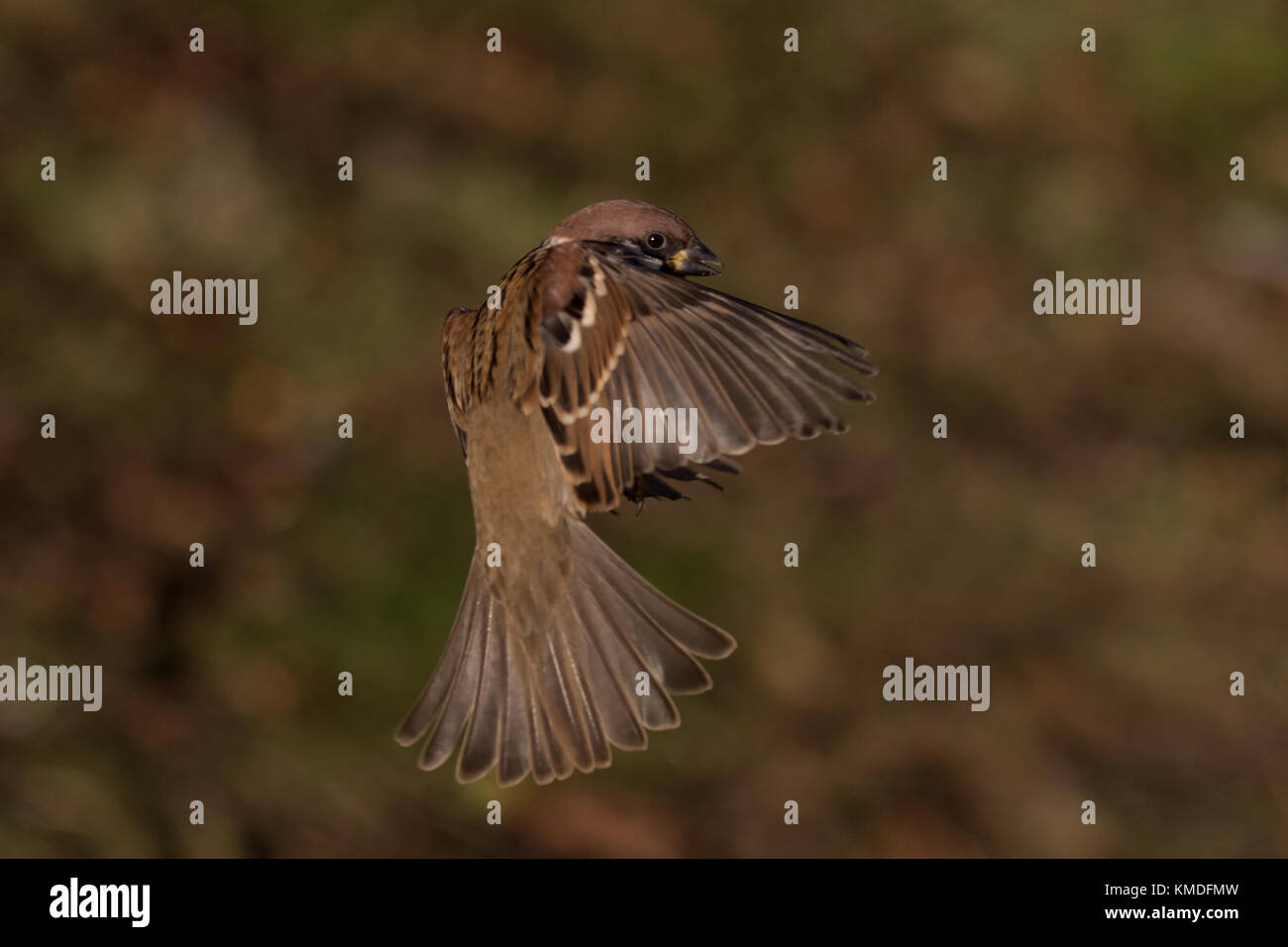 Tree sparrow in flight Stock Photo - Alamy