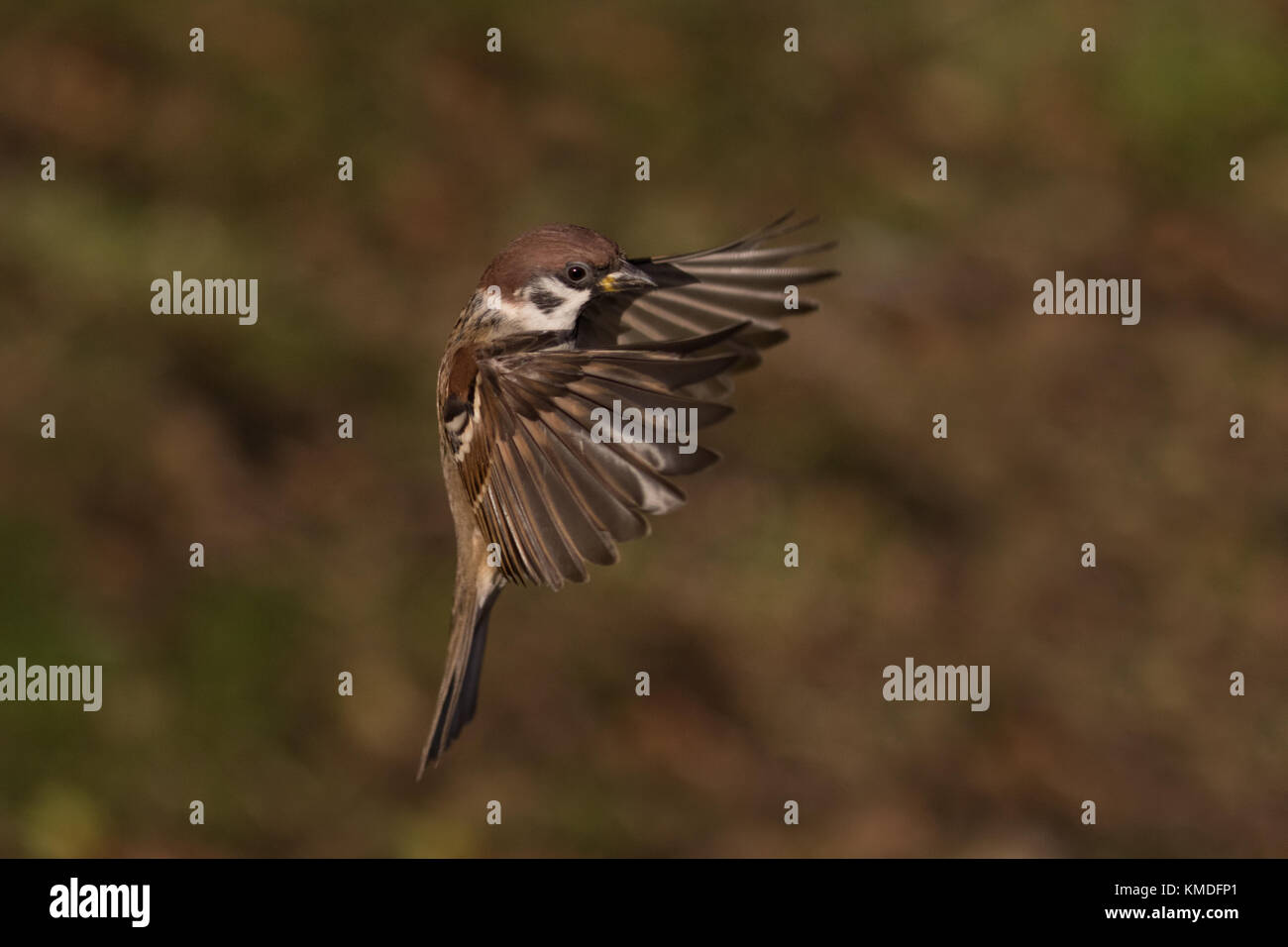Tree sparrow in flight Stock Photo - Alamy
