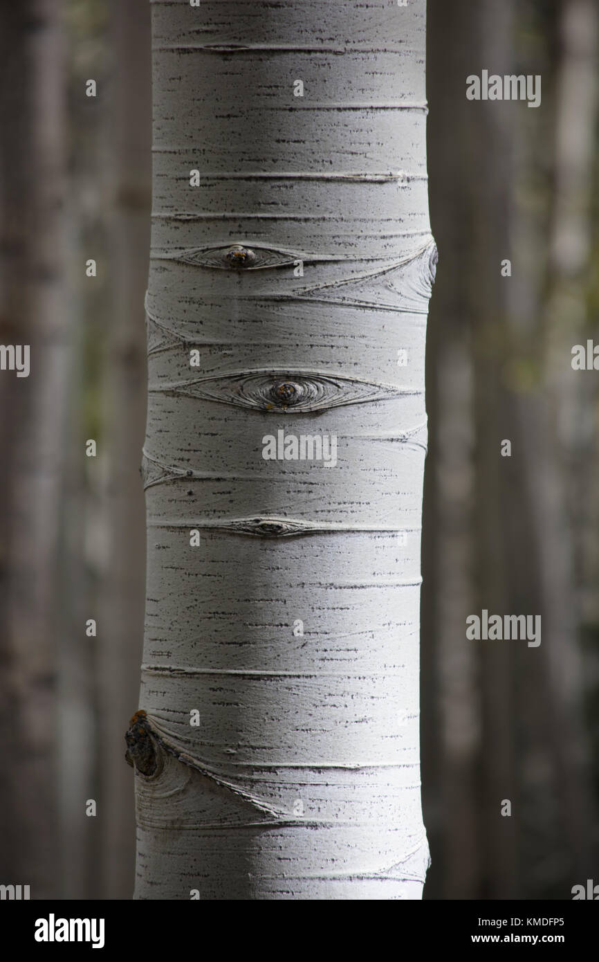 Aspen tree trunk bark Stock Photo - Alamy