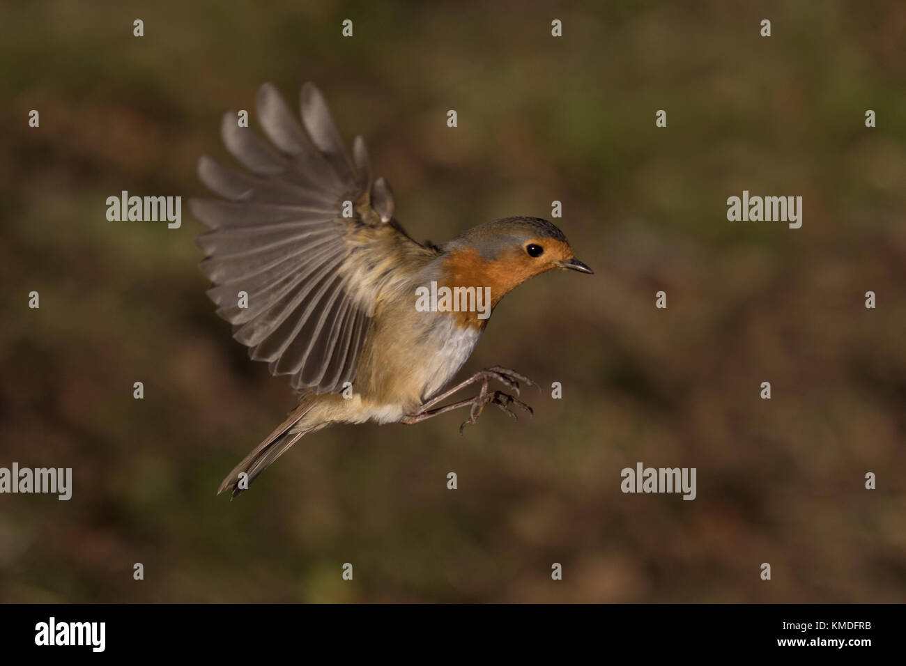 Robin 400 hi-res stock photography and images - Alamy