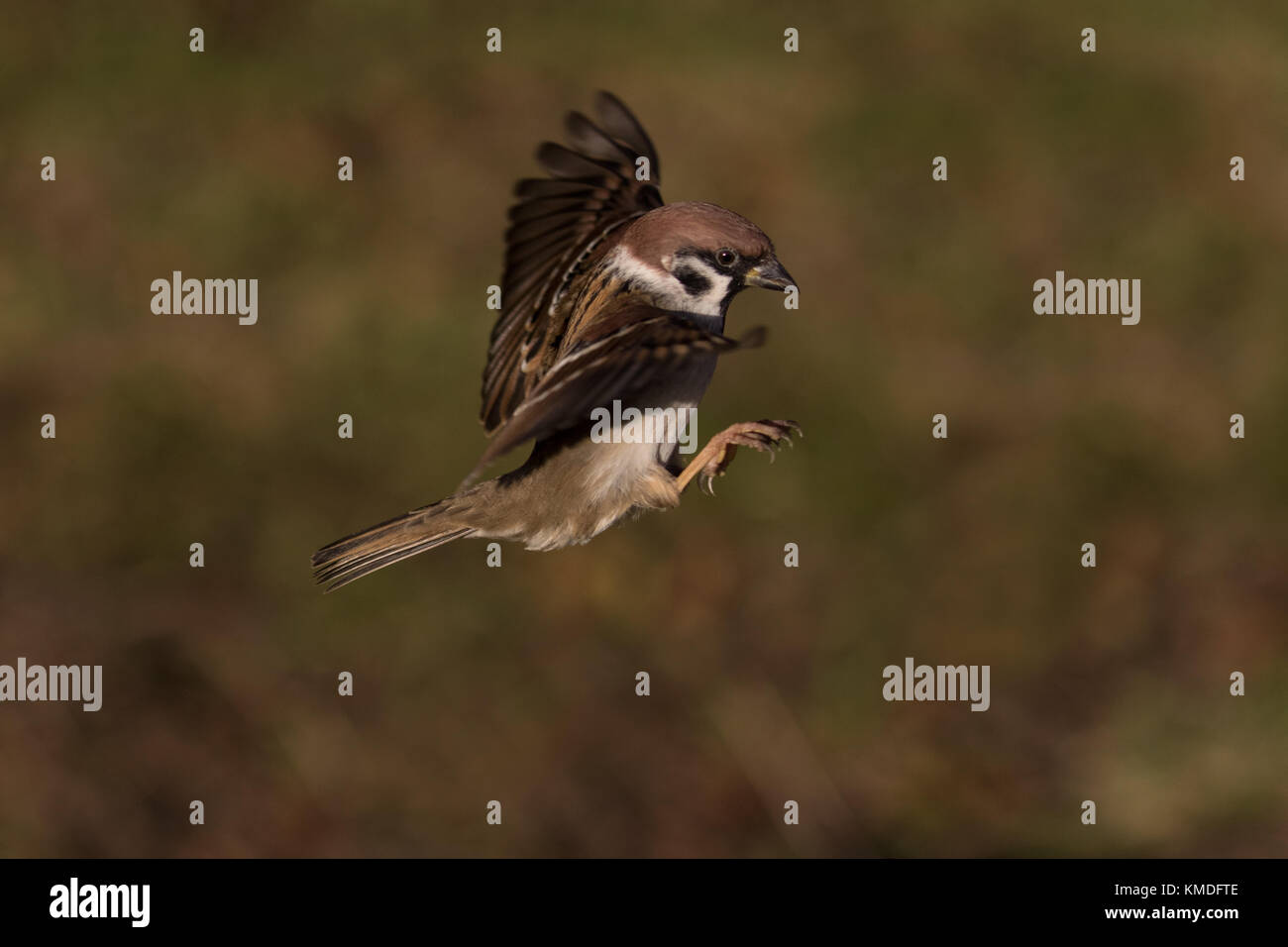 Tree sparrow in flight Stock Photo - Alamy