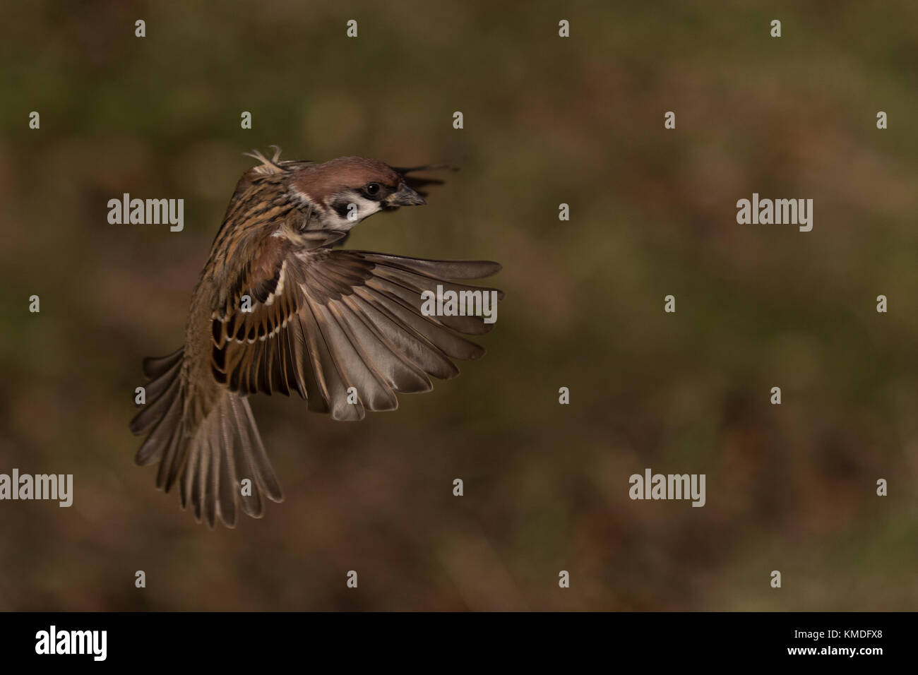 Sparrow flying hi-res stock photography and images - Alamy