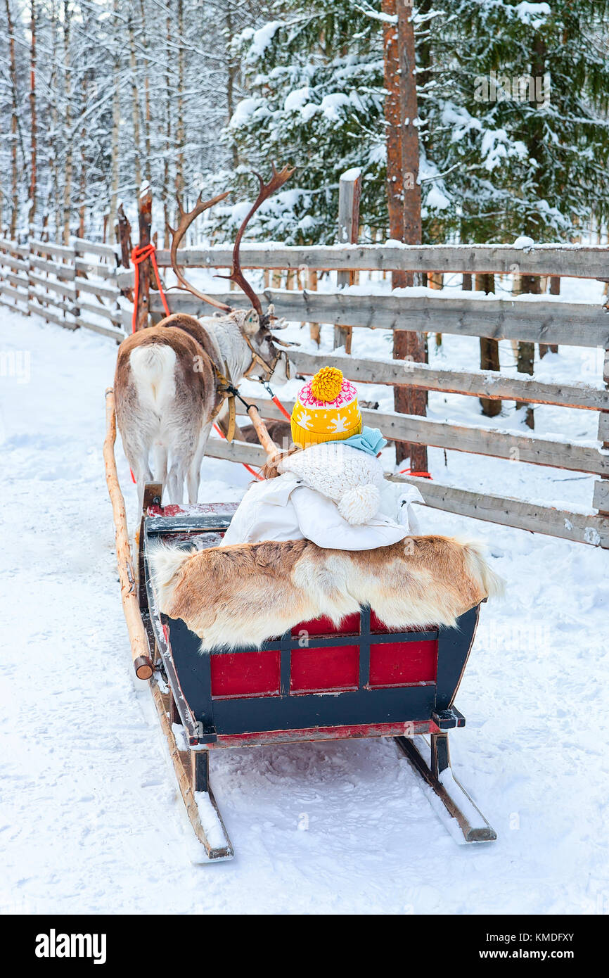 Girl riding Reindeer sled in winter Rovaniemi, Lapland, Nothern Finland ...