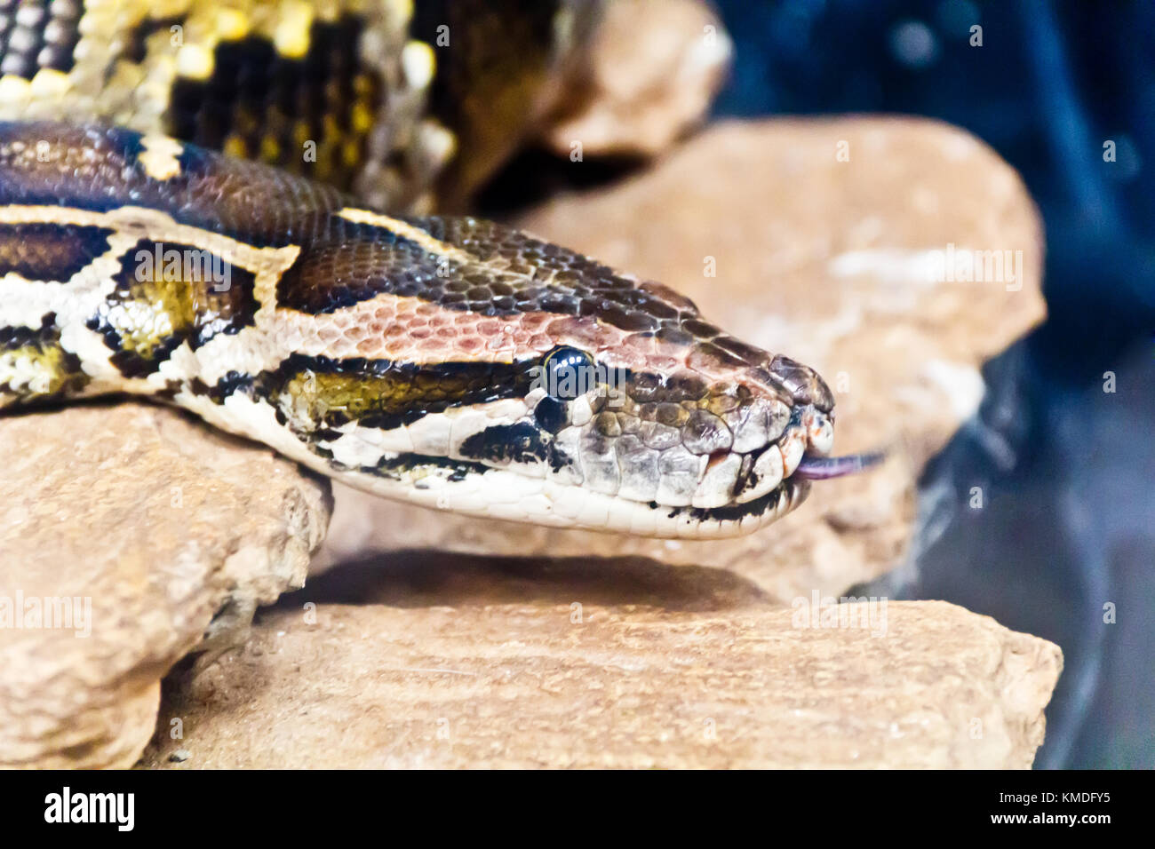 Photo of python head with put out tongue Stock Photo - Alamy