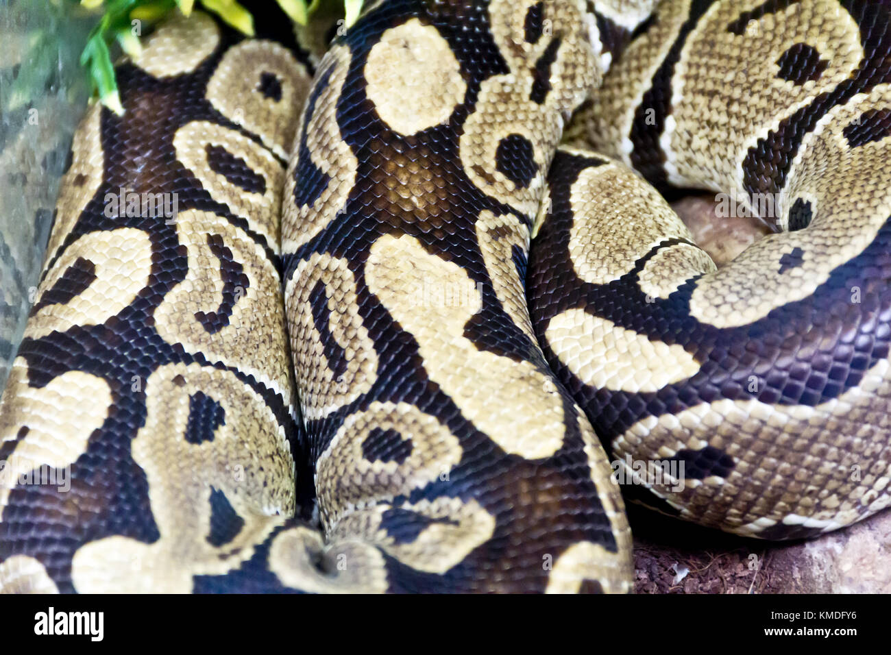 Photo of real boa snake python skin texture close up Stock Photo - Alamy