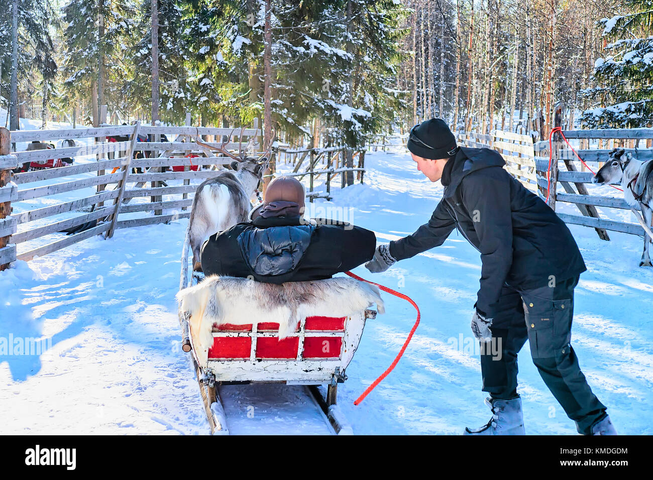 Man riding Reindeer sledding in winter Rovaniemi, Lapland, Finland ...