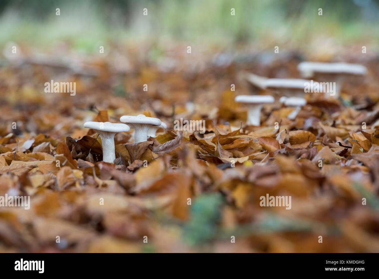 Giant funnel fungi hi-res stock photography and images - Alamy