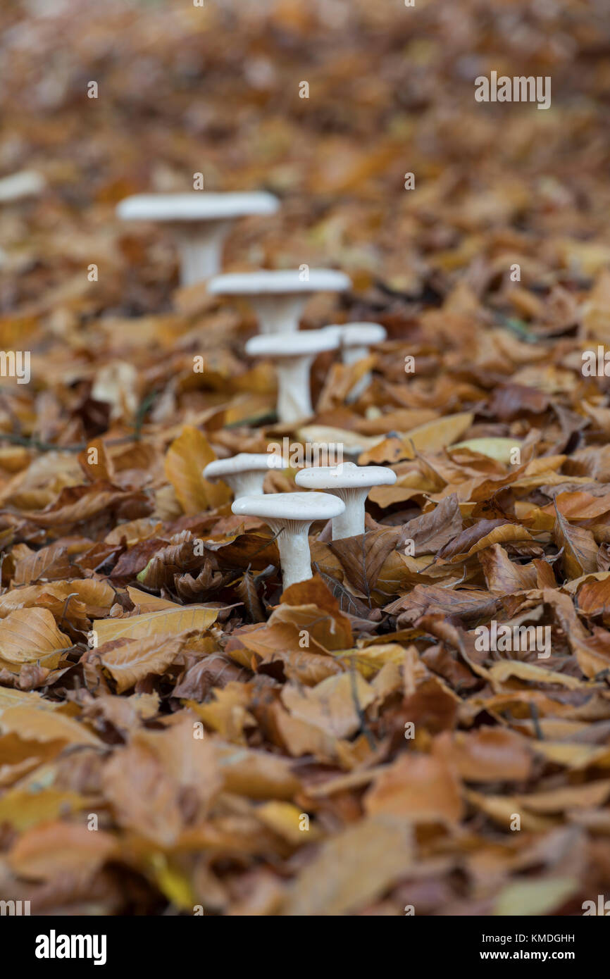 Clitocybe geotropa. Trooping Funnel mushrooms amoungst fallen autumn ...