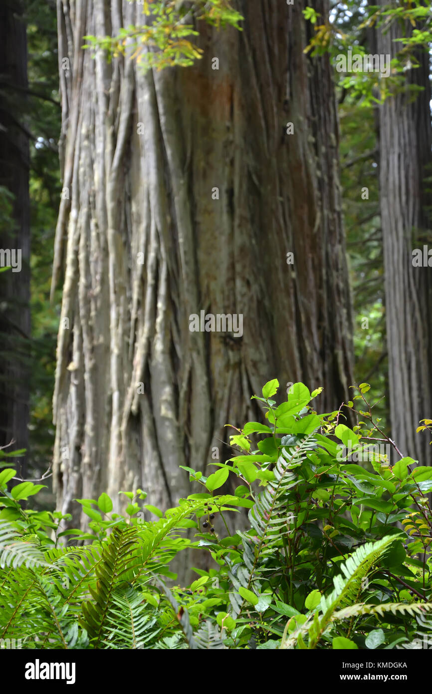 Redwood forest, CA, USA Stock Photo - Alamy