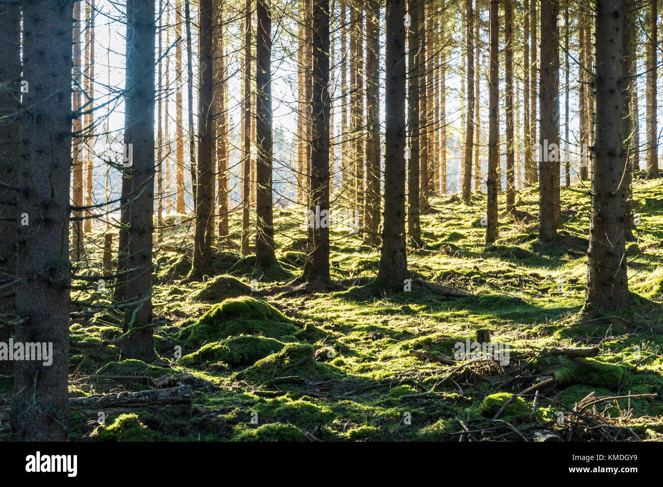Bright green coniferous forest with moss covered ground Stock Photo - Alamy