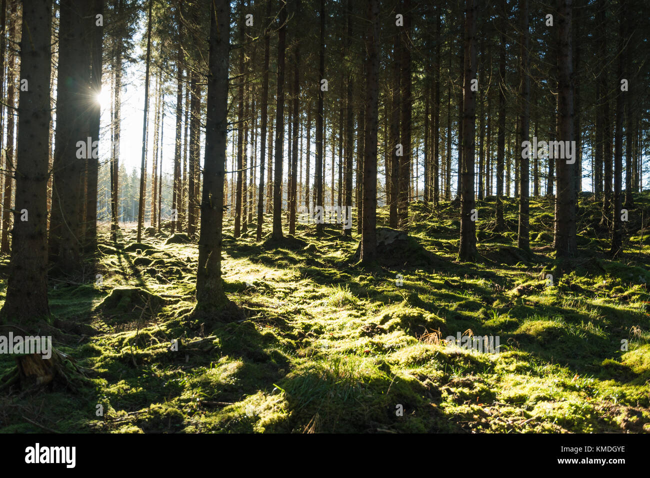 Backlit forest with tree trunks and a green moss covered ground Stock ...