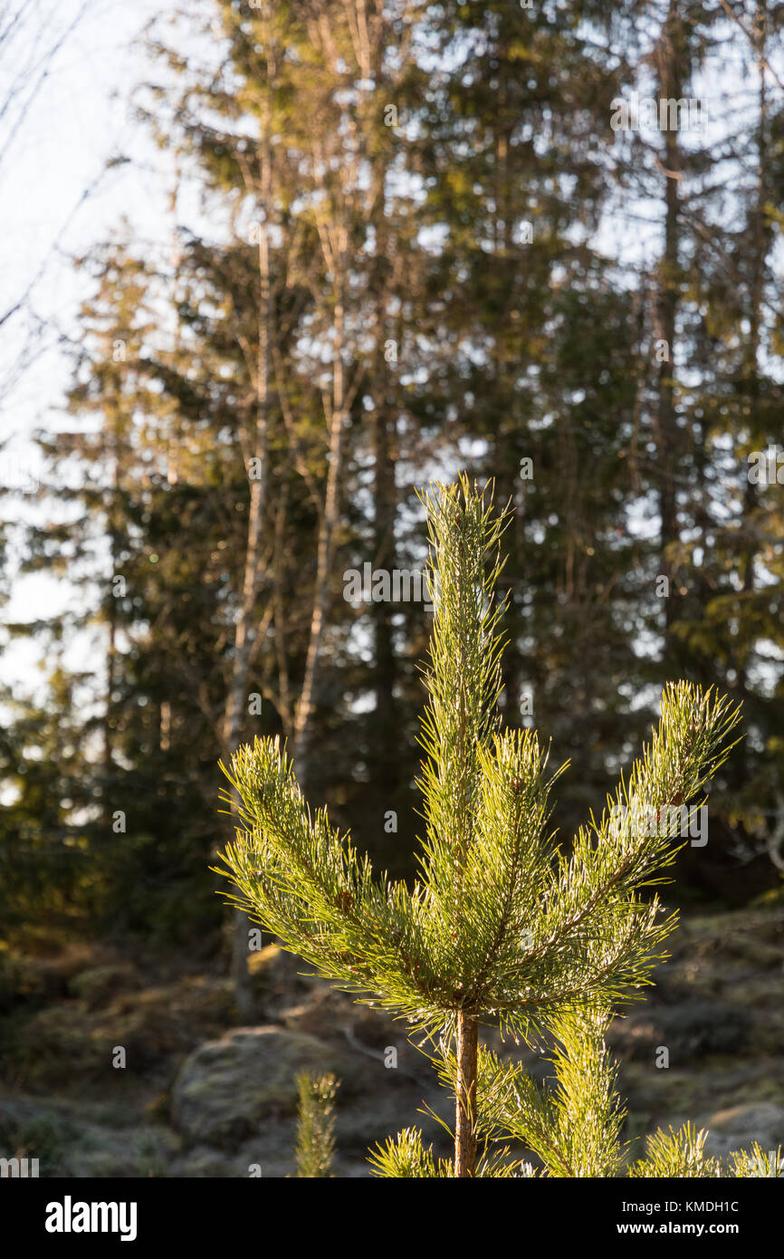 Pine tree growth, a sunlit young pine tree top in a forest Stock Photo ...