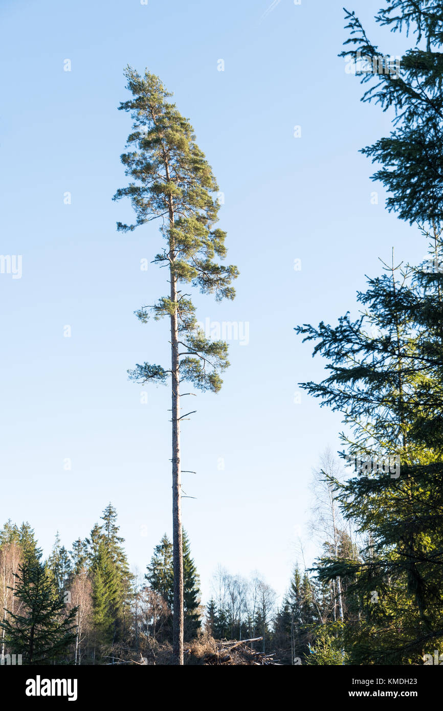 Single tall pine tree in a forest Stock Photo - Alamy