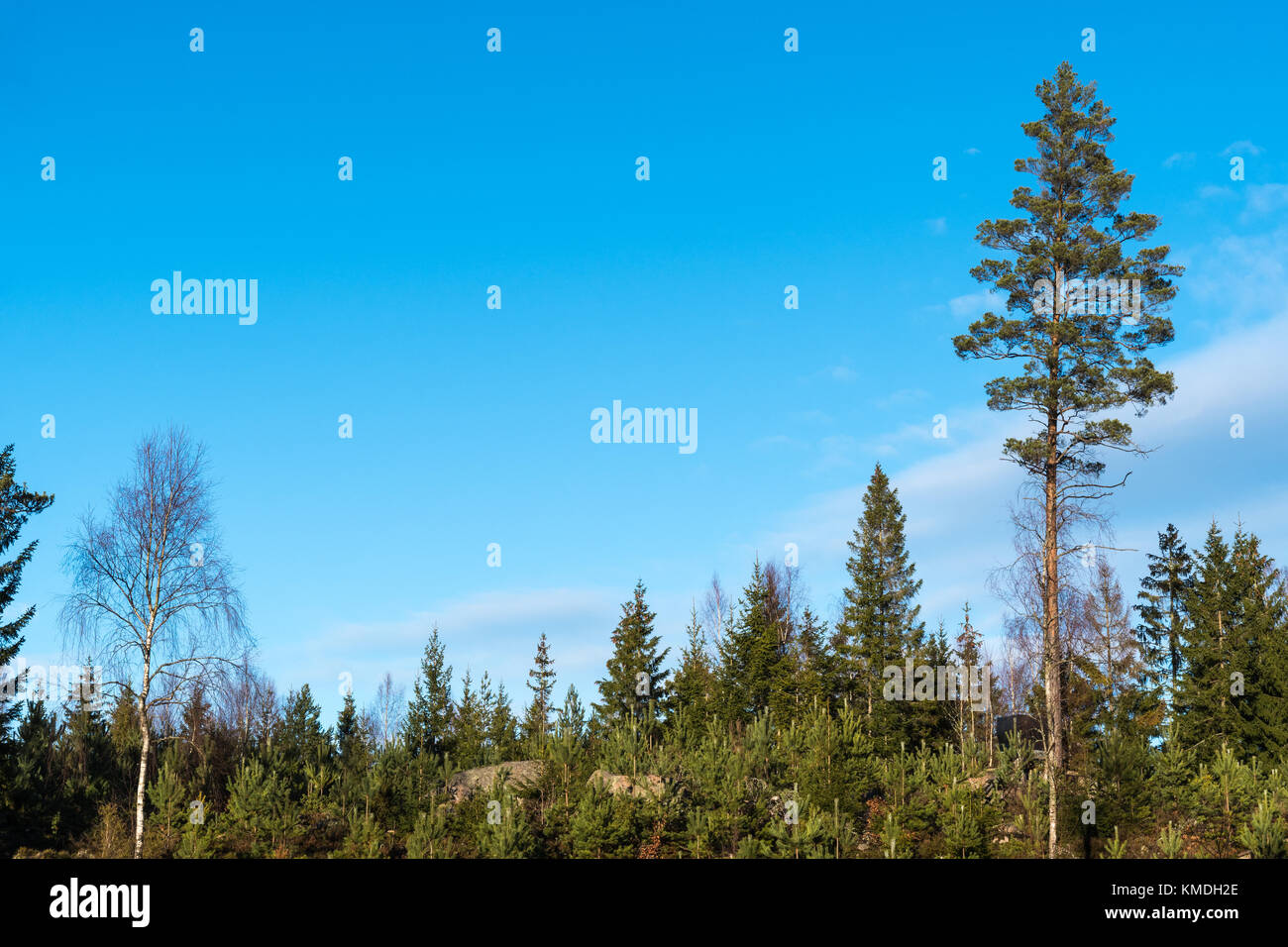 Pine tree plantation with plants and a tall pine tree Stock Photo - Alamy