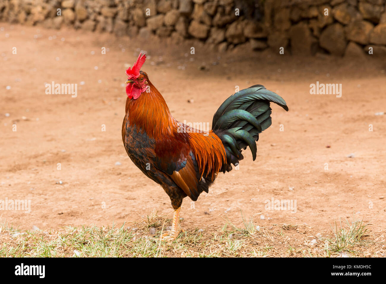 Red rooster hi-res stock photography and images - Alamy