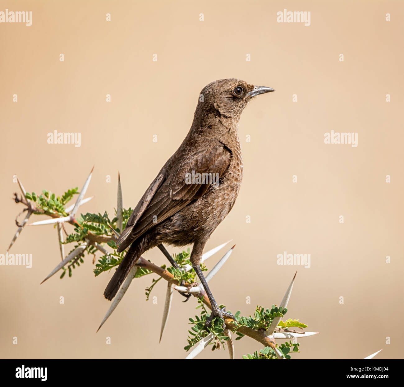 An Ant-eating Chat perched on a thorny branch in Southern African ...