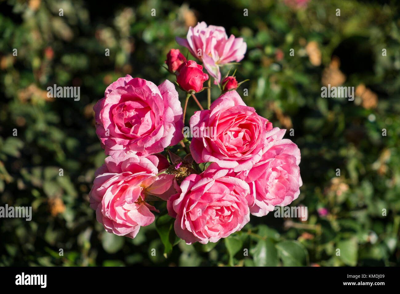 Flora malaga hi-res stock photography and images - Alamy