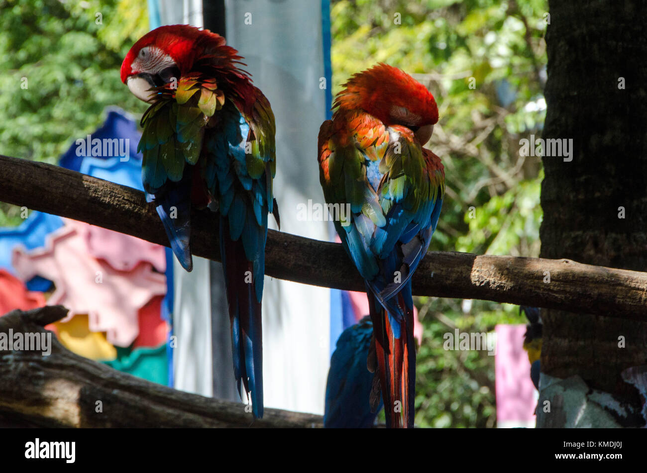 Tamed animals hi-res stock photography and images - Alamy