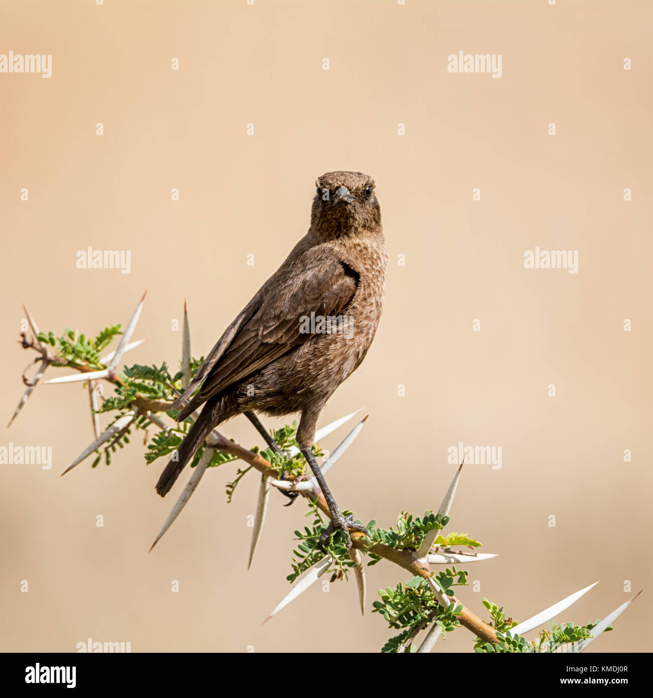 An Ant-eating Chat perched on a thorny branch in Southern African ...