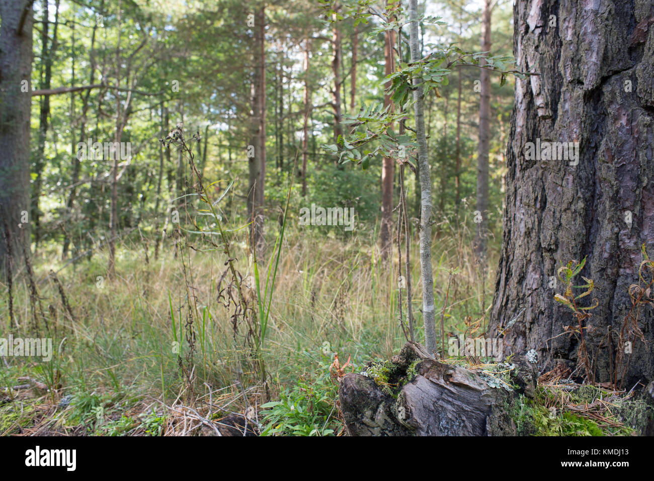 Site of Klooga Concentration Camp (Vaivara Concentration Camp), Tallinn ...