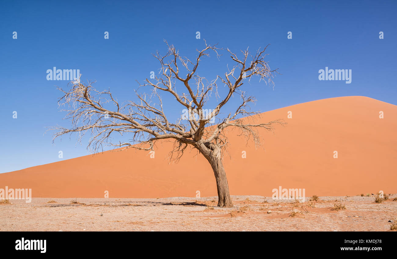 A sand dune and trees in the desert in Namibia Stock Photo - Alamy