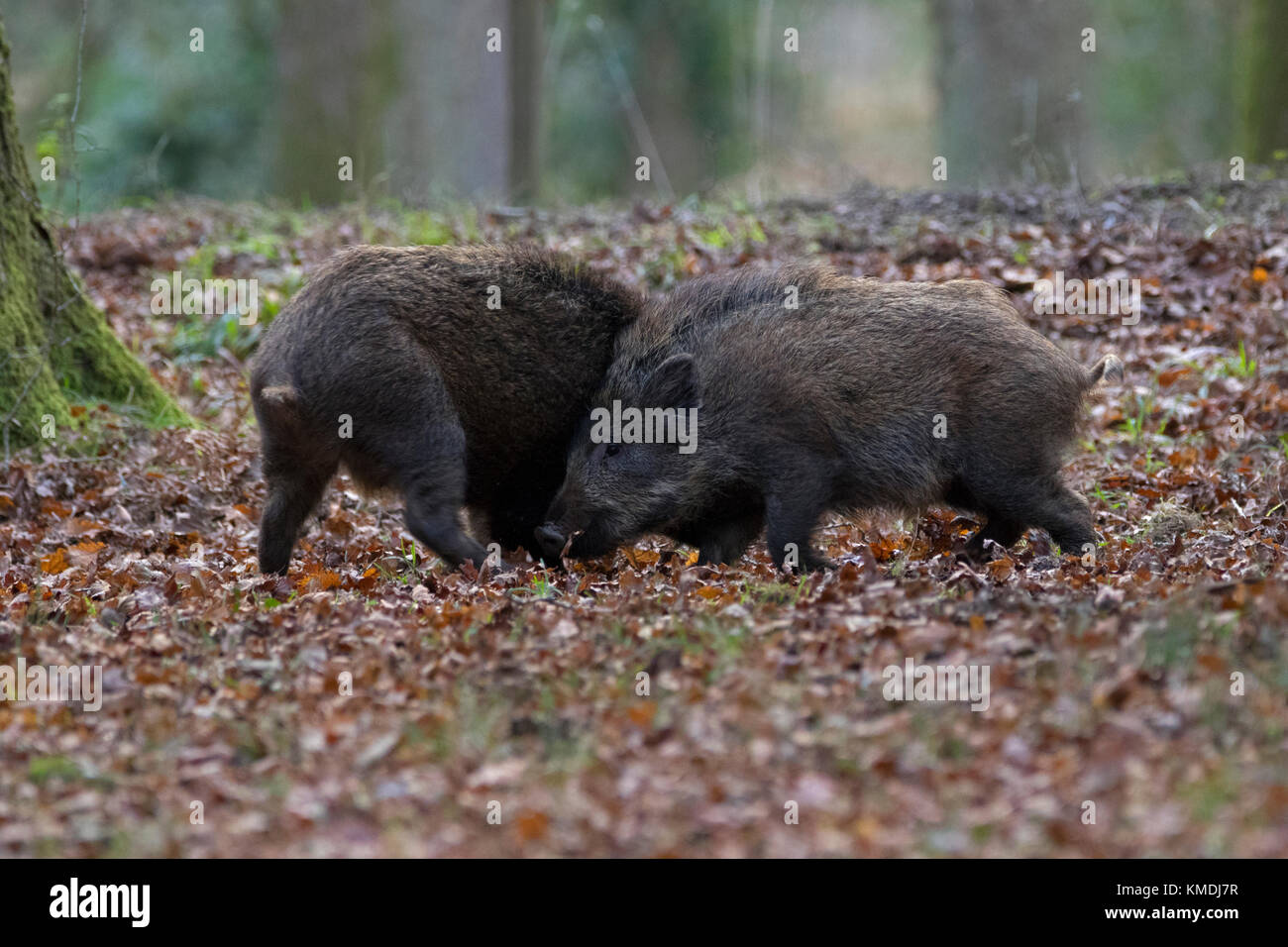 Wild Boar Forest of Dean Stock Photo - Alamy