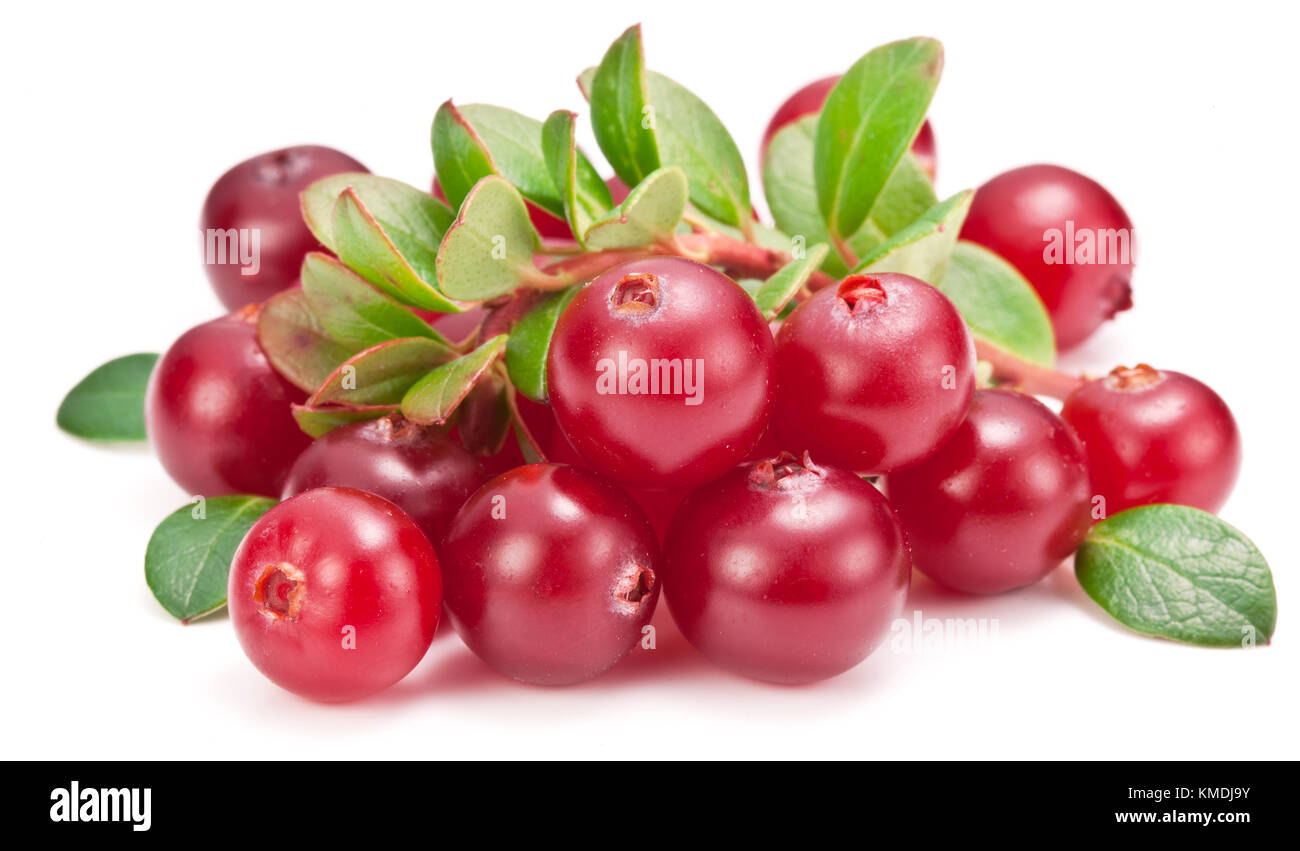 Cranberries fresh ripe organic hi-res stock photography and images - Alamy
